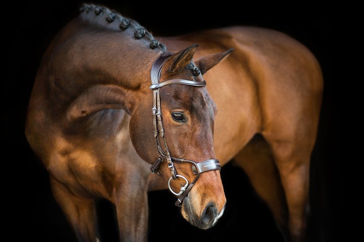 All Bridles – Leader Equine